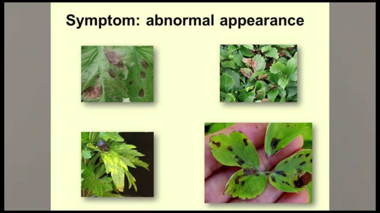 Guidelines for Diagnosing Plant Problems
