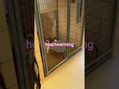 As soon as they feel that they have been adopted, a wave of joy surges within them #dogadoption