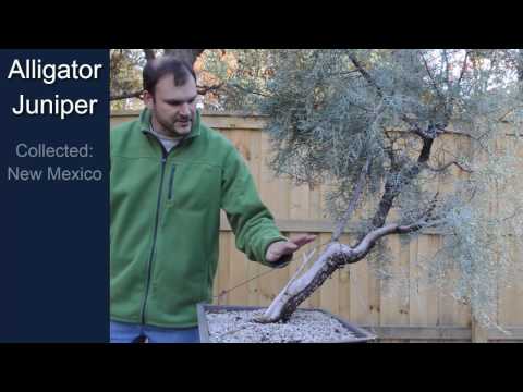 Alligator Juniper AB09