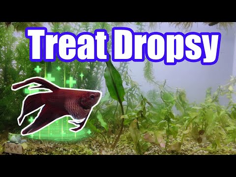Treating Betta Fish Dropsy: A Complete Scientific Step by Step Guide