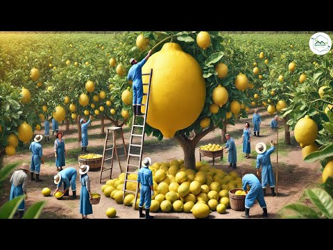 How American Farmers Grow and Harvest Millions of Tons of lemons | Agricultural Documentary