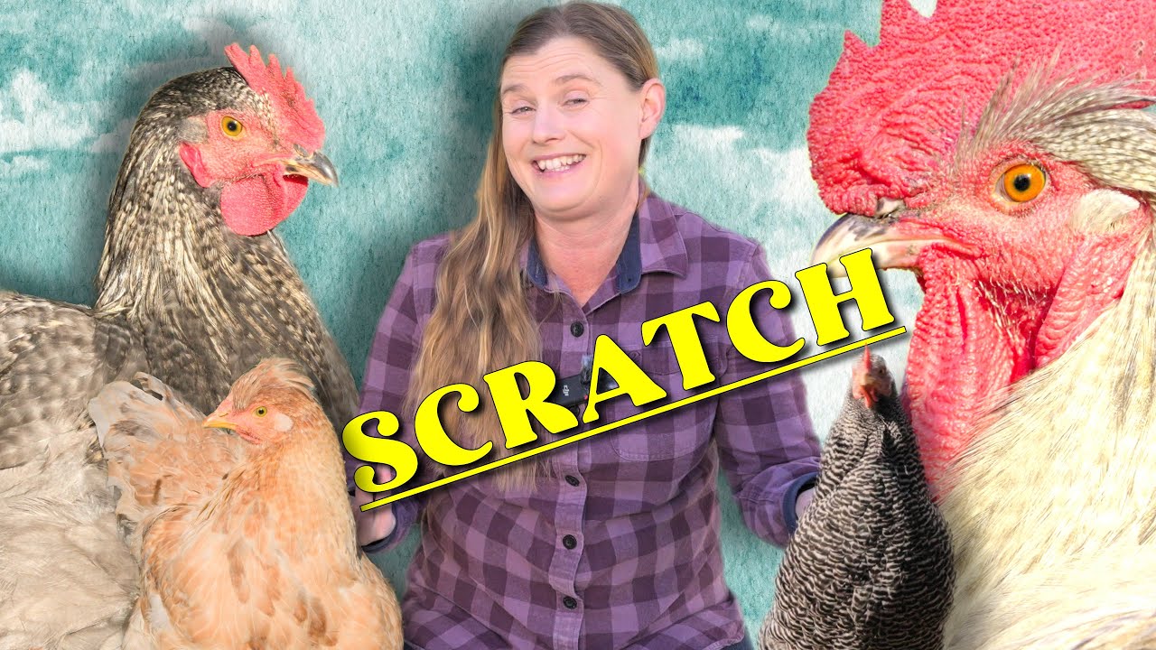Why Chickens MUST Scratch | Essential Behavior Guide