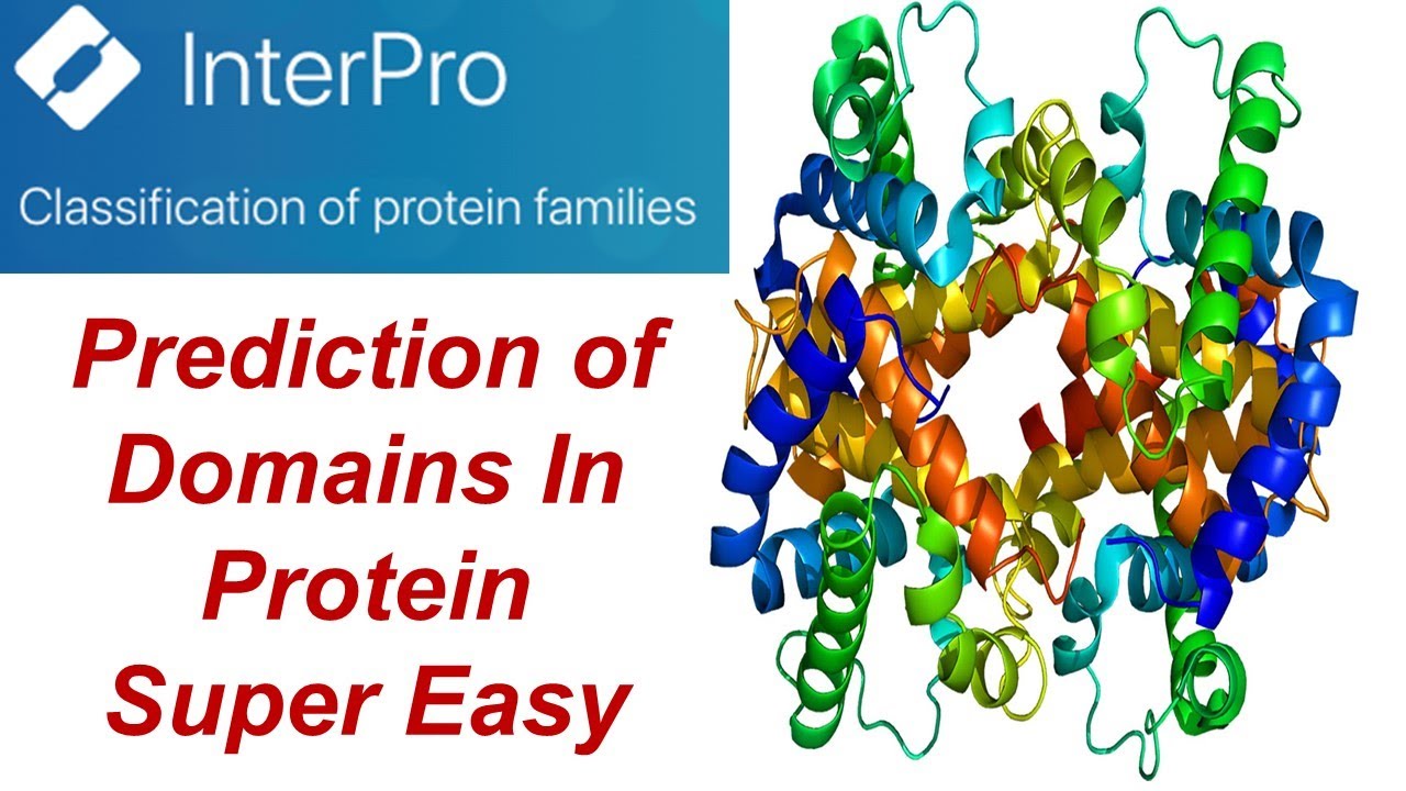 InterPro | How To Know About Domain In Protein Structure & Their Function in 5 mins | Bioinformatics