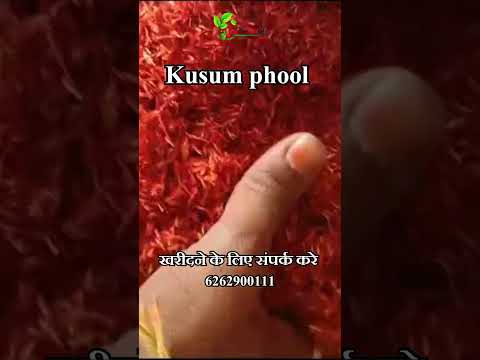 Safflower Seeds - Wholesale Price & Mandi Rate for Kusum Beej in India