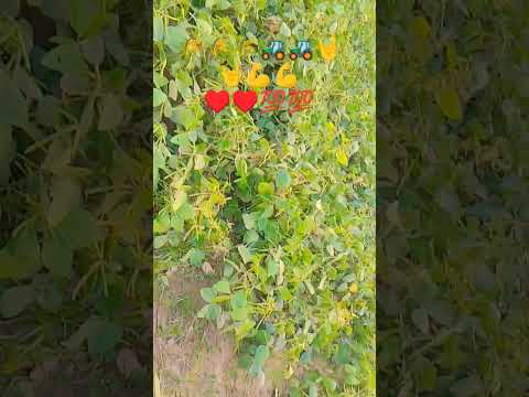 #farming #kisan ????????????????????????????????????????????????♥️????????????????
