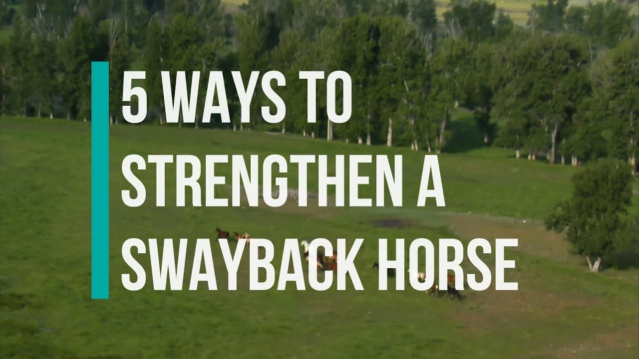 5 Ways to Strengthen a Swayback Horse