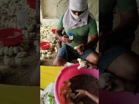 Day-4 Injection of Gentamicin and AmikacinSulphate #broilerchicken #farming #farmer #agriculture