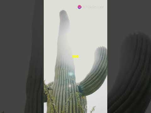 Arizona Trivia Facts!