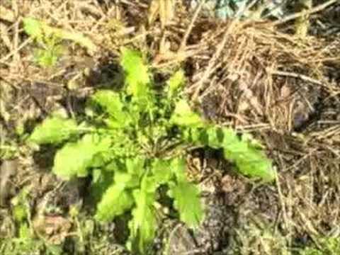 EatTheWeeds: Episode 03: Crepis Japonica, False Hawksbeard