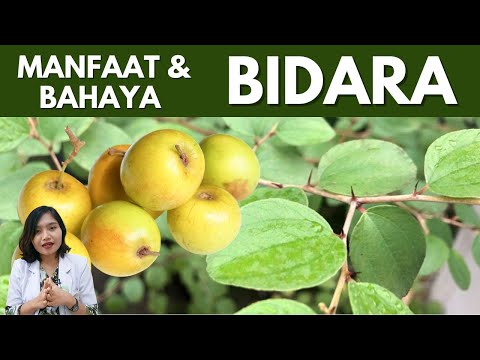 MANFAAT DAUN & BUAH BIDARA ARAB UNTUK KESEHATAN | dr.Emasuperr