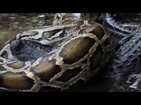Animal Documentaries: Anaconda vs. Caiman: The Ultimate Predator Showdown!