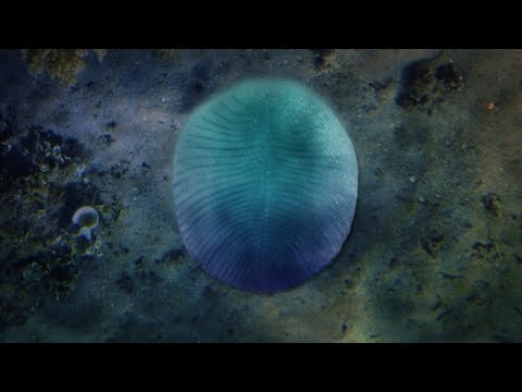 Fat Molecules Confirm this 558 Million-Year-Old Blob Was One of Earth's ...