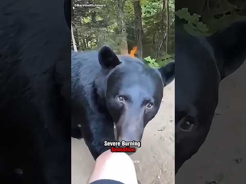 Why Are bears Afraid of Bear Spray? 🤔