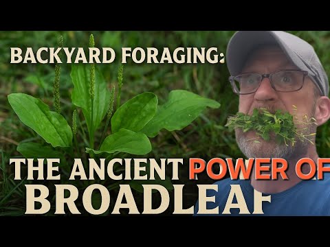 Backyard Foraging: Primitive Uses of Broadleaf Plantain | Ancient Survival Skill