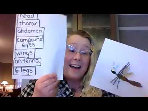 Labeled Insect Craft