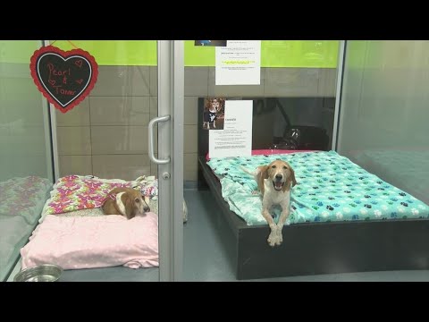 Higher-end hotel offers pets a place to stay, play while family goes away