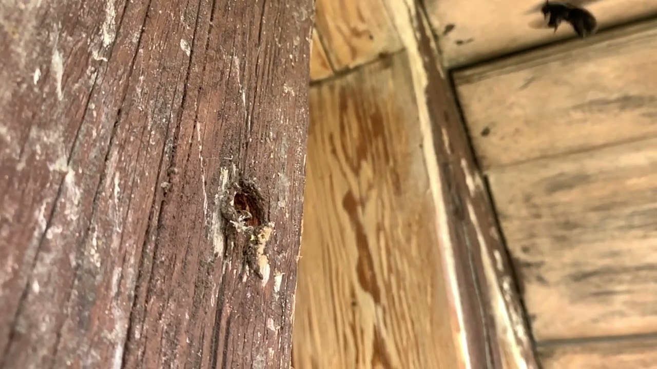 Xylocopa violacea, Carpenter Bee, findin' a home