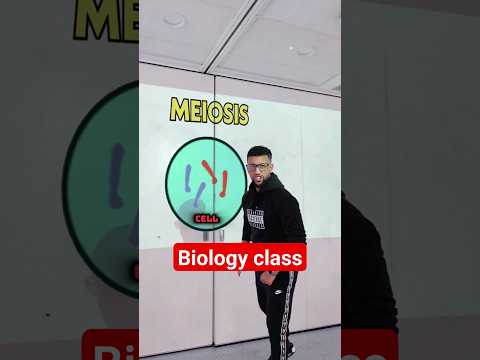 Meiosis explained - GCSE