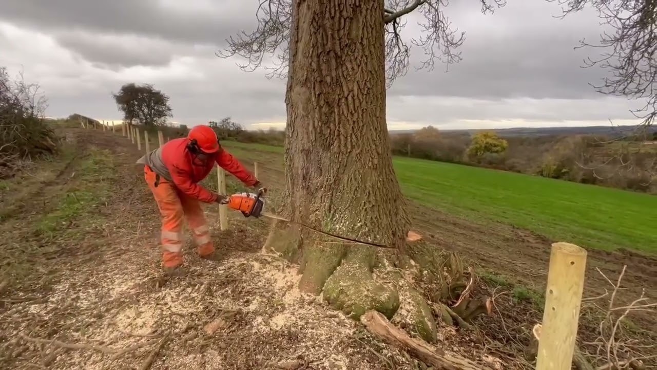 Chainsawing training taking place near helmsley with Vicky Anderson Training