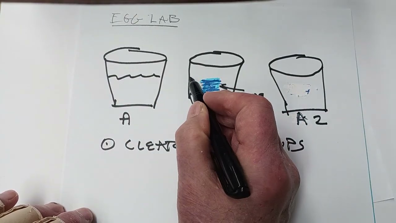 Egg Lab Notes