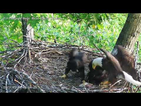 Hays Eagles H19 & H20 gleefully track dad delivering cat fish head-dad feeds! 05-16-2023 6:15am