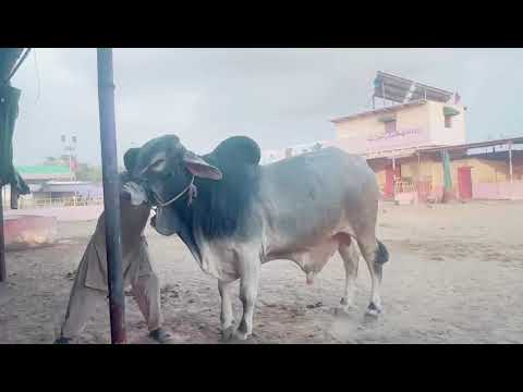 Grey Brahman line up (valcano , simon ,monso ,V8 , LC 22/7 (progenies )