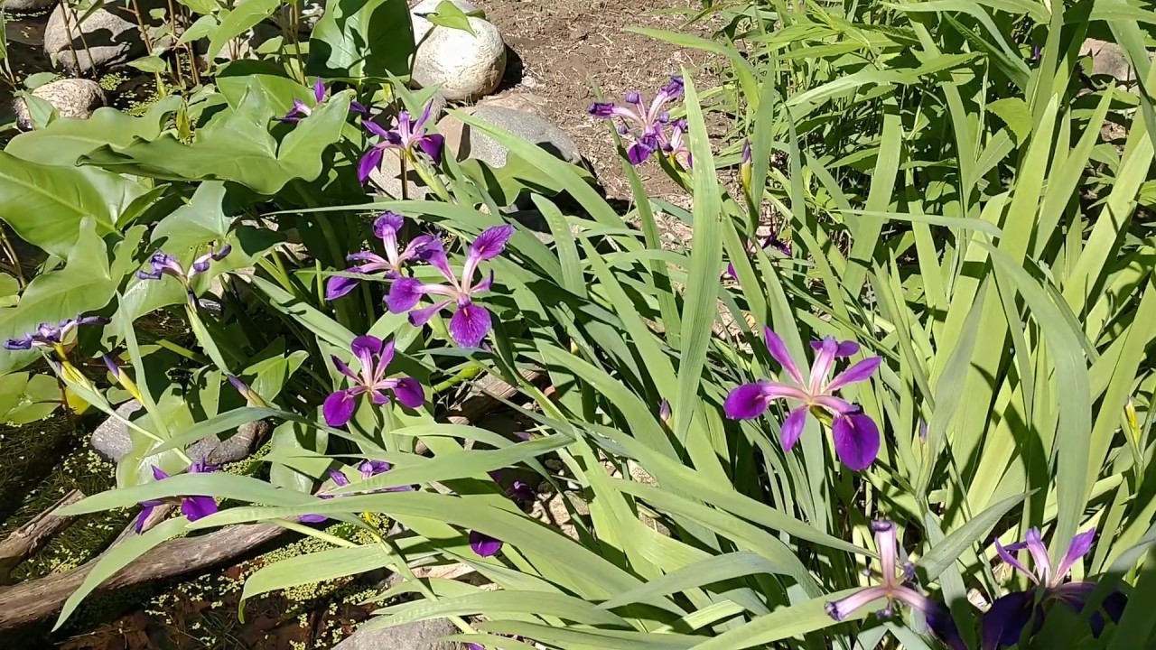 Blue flag Iris putting on a show