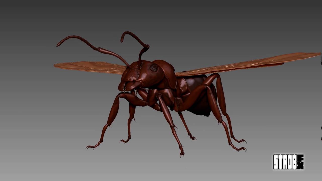 StrobFX Insect Modeling