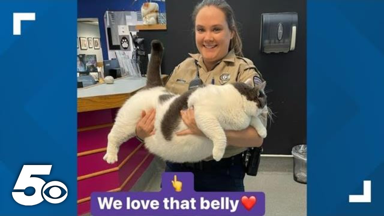 40-pound cat patches has been adopted!