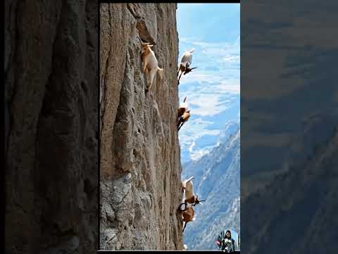 The extraordinary ability of the mountain goat