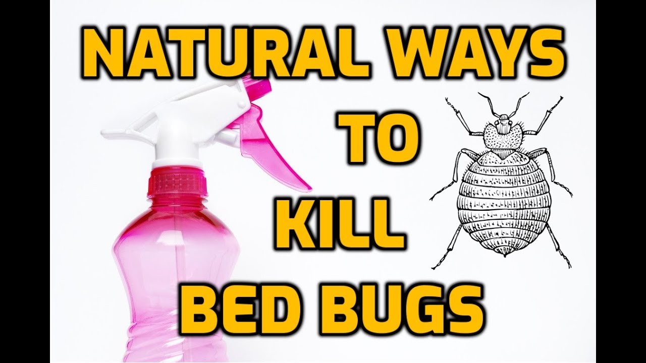 Natural Ways To Kill Bed Bugs (7 DIY Methods)