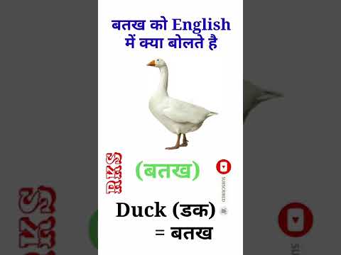 बतख को English में क्या बोलते है || RKS ||