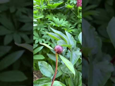 How to Cut Peonies For Vases