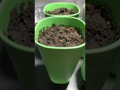 Cannabis seeds coming up😎