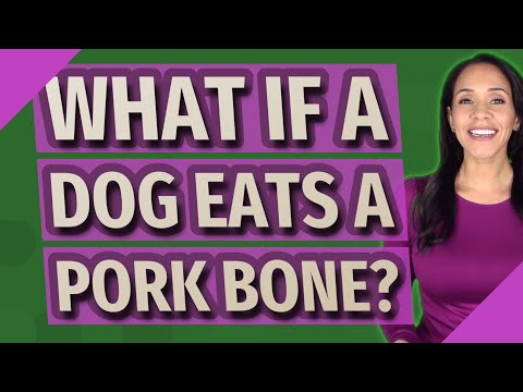 What if a dog eats a pork bone?