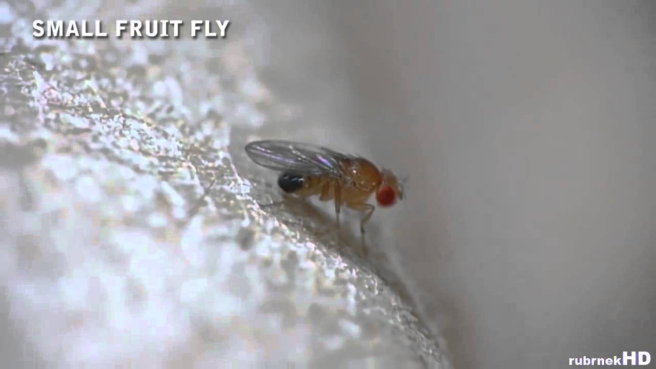 Small Fruit Fly   Super Macro