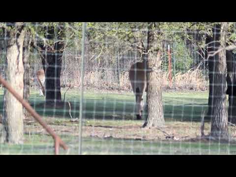 Animals of Black Mountain Hunts in Oklahoma