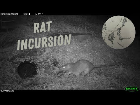 Rat Incursion – Fauna Recovery New Zealand