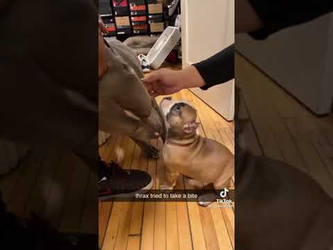 Pit bull try’s to bite puppy