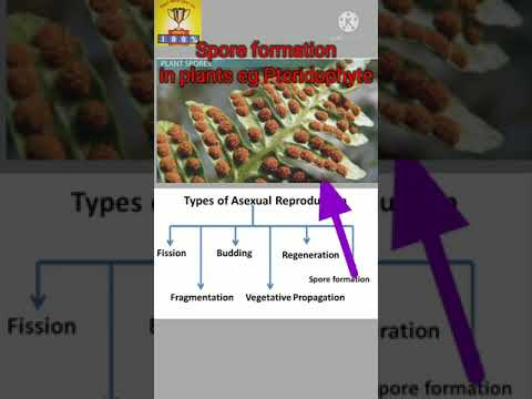 Spore Formation