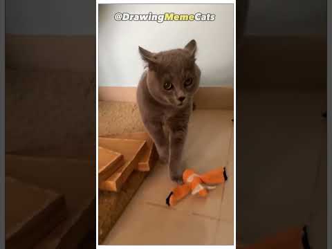 😂Cat Memes: BTS CAT — Funny Cat Drawing Meme😹
