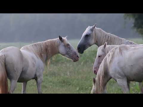 Wild Horse Video Gallery – Tim Layton