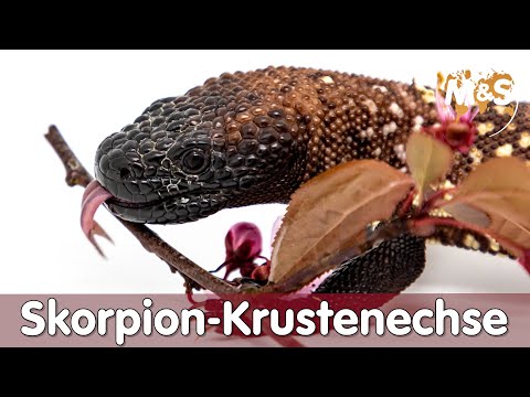 Achtung giftig! | Skorpion-Krustenechse (Heloderma horridum)