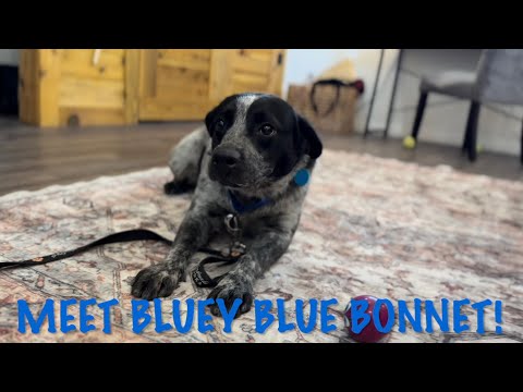 Dog for adoption - Bluey Bluebonnet, an Australian Cattle Dog / Blue ...