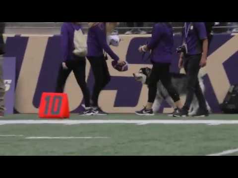 2018 BYU football: Washington's Dubs walks the sidelines before BYU-UW game