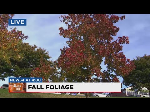 Its beginning to look like Fall in Clarksville
