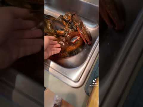 My Giant 15lb Pet Lobster! #shorts