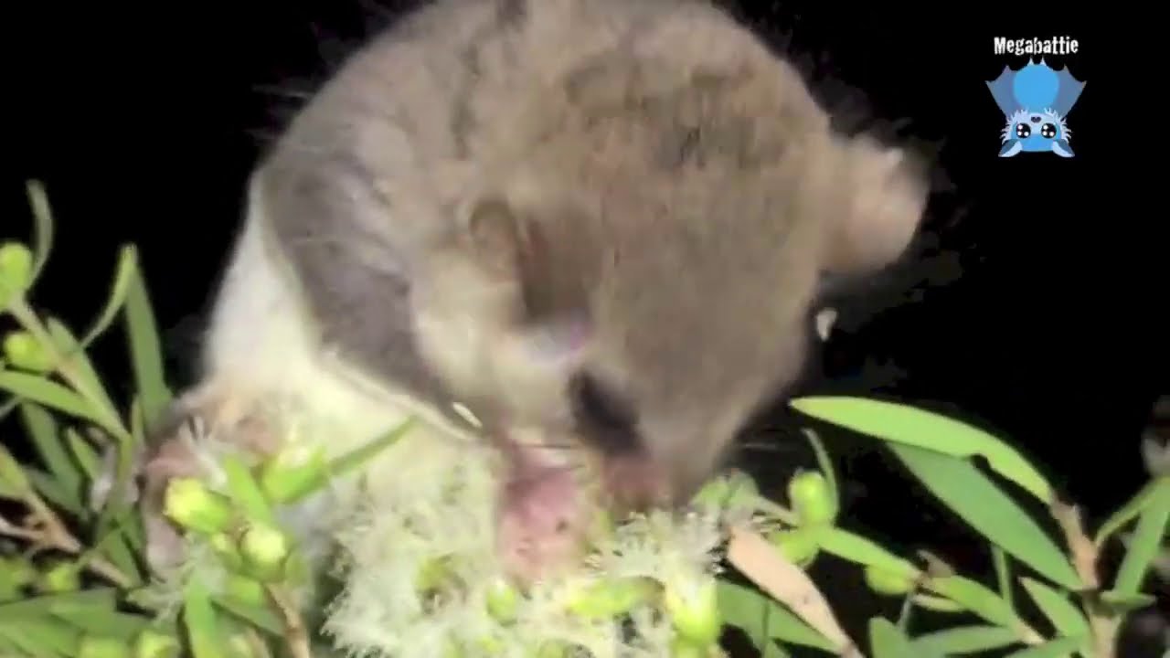 Feathertail glider has just been released