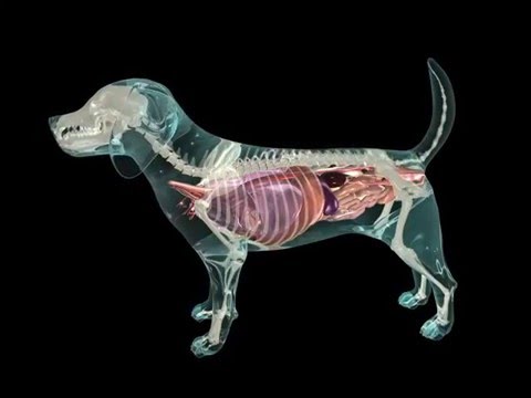 Glass Dog Anatomy