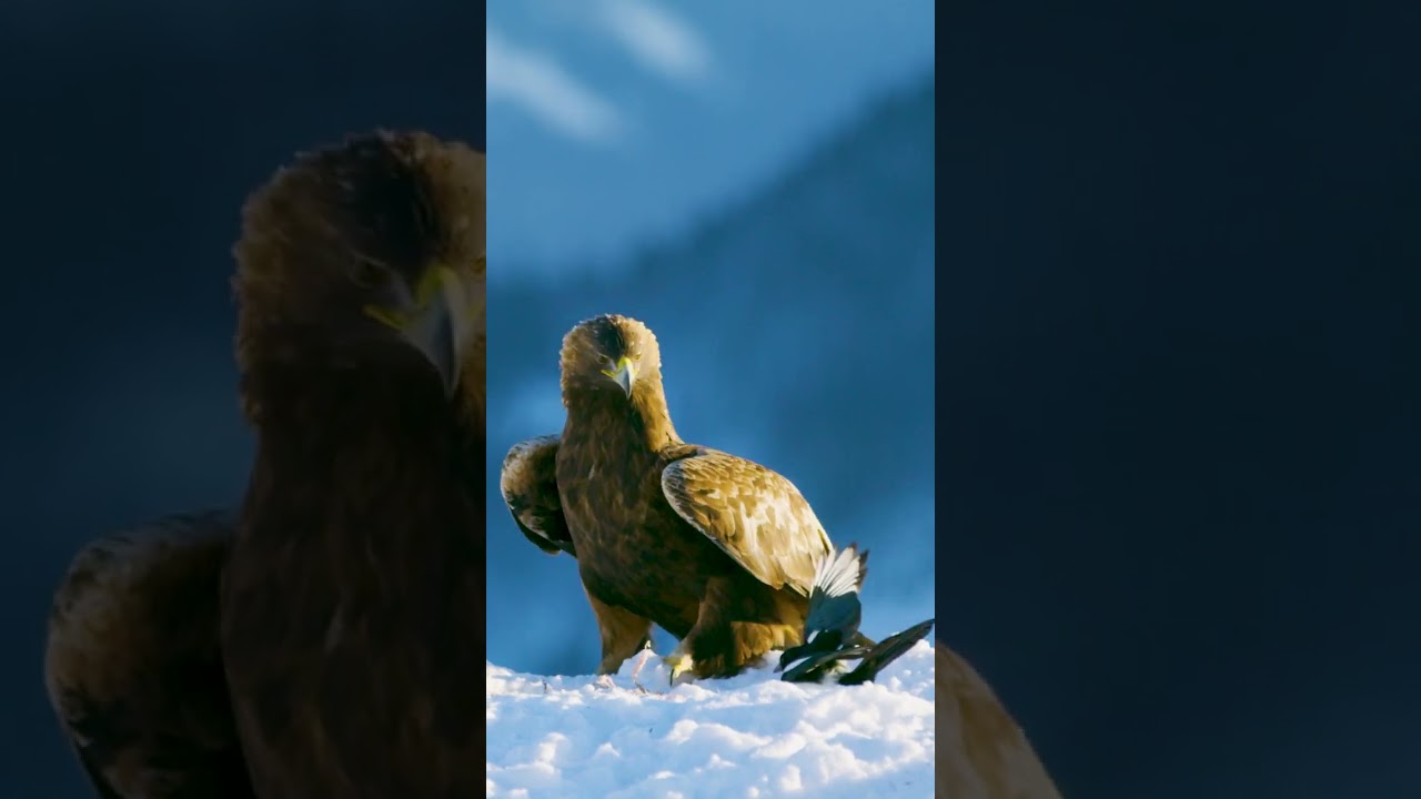 Proud Golden Eagle in the Snow